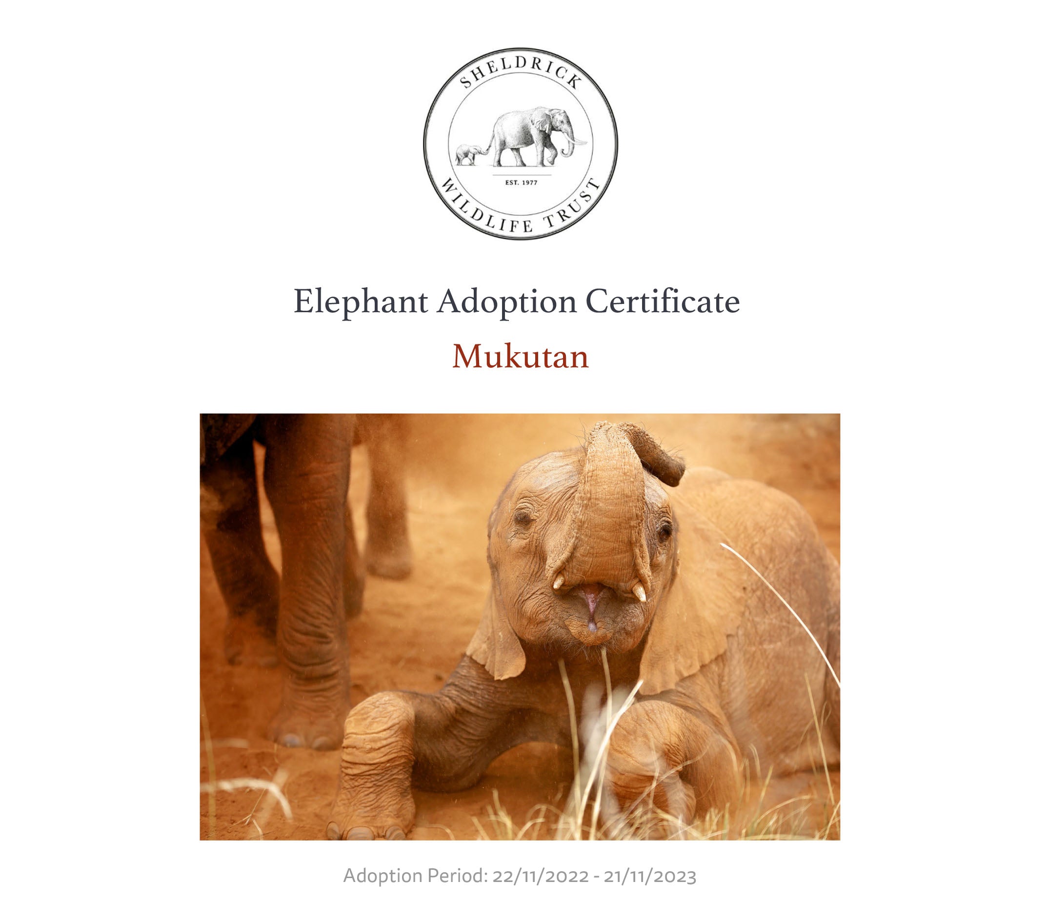 Welcome to my Shop! – Inconceivable Cards